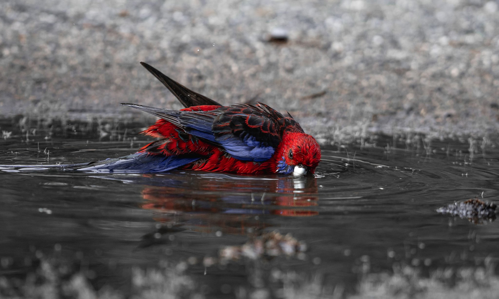 The secret life of puddles - Australian Geographic