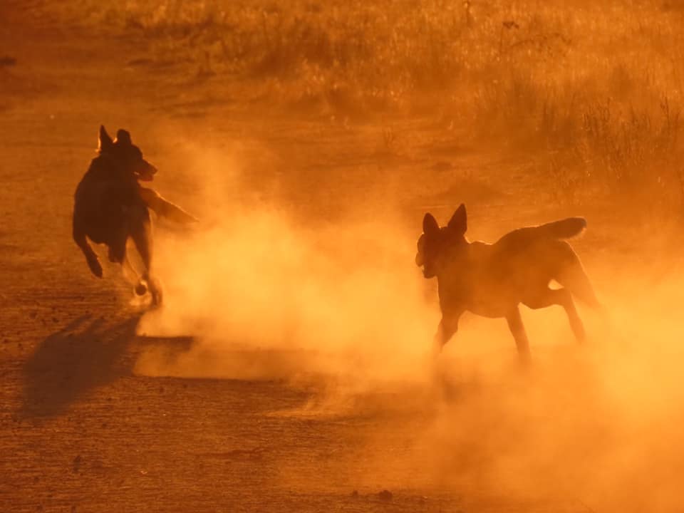 It's a dog's life in the dust - Australian Geographic