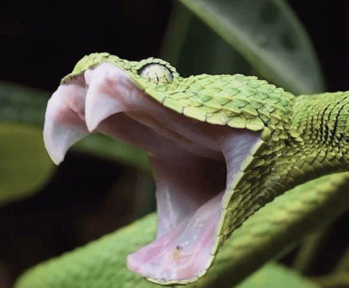 Why do snakes yawn? - Australian Geographic