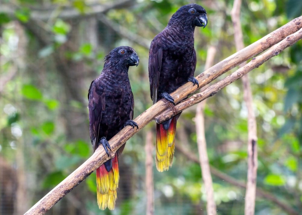 The black lory is a rare beauty - Australian Geographic