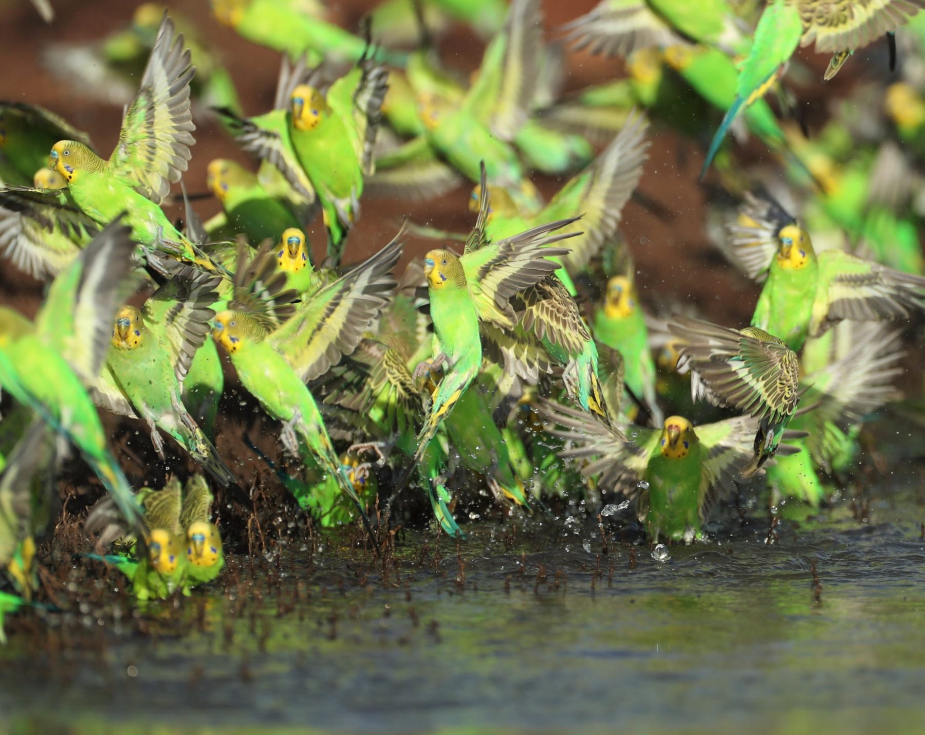 Photographer’s incredible images of budgie bonanza - Australian Geographic