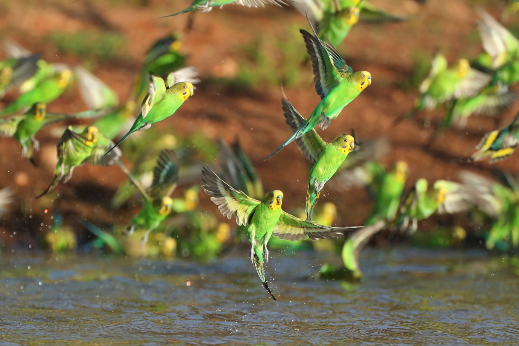 Photographer’s incredible images of budgie bonanza - Australian Geographic