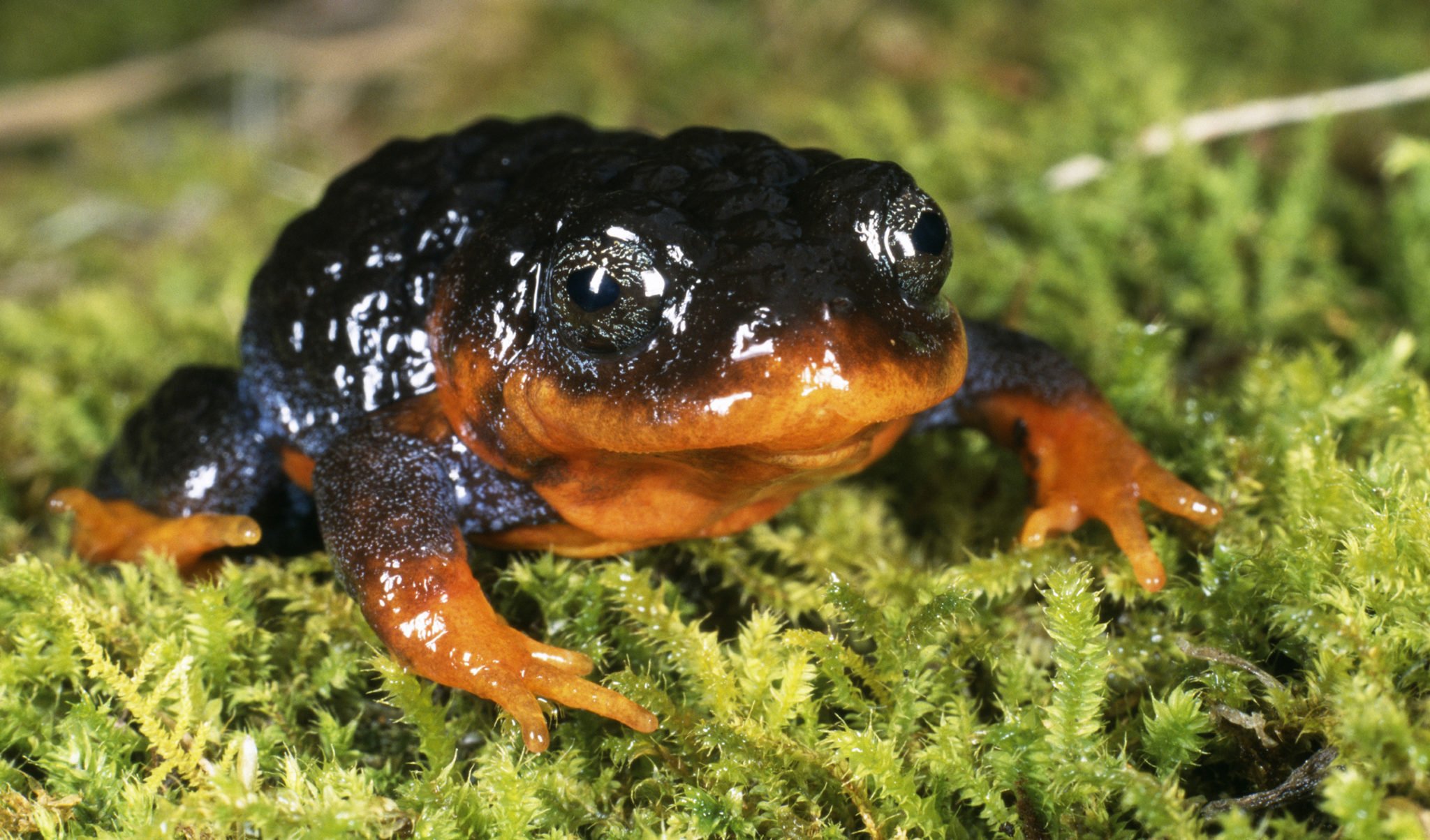 The sunset frog looks like a forbidden snack - Australian Geographic