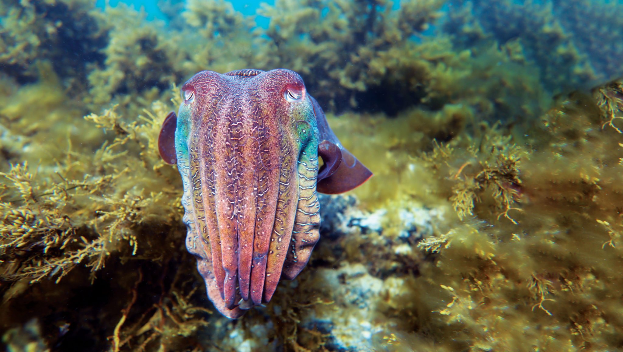 Welcome to Cuttlefest - Australian Geographic