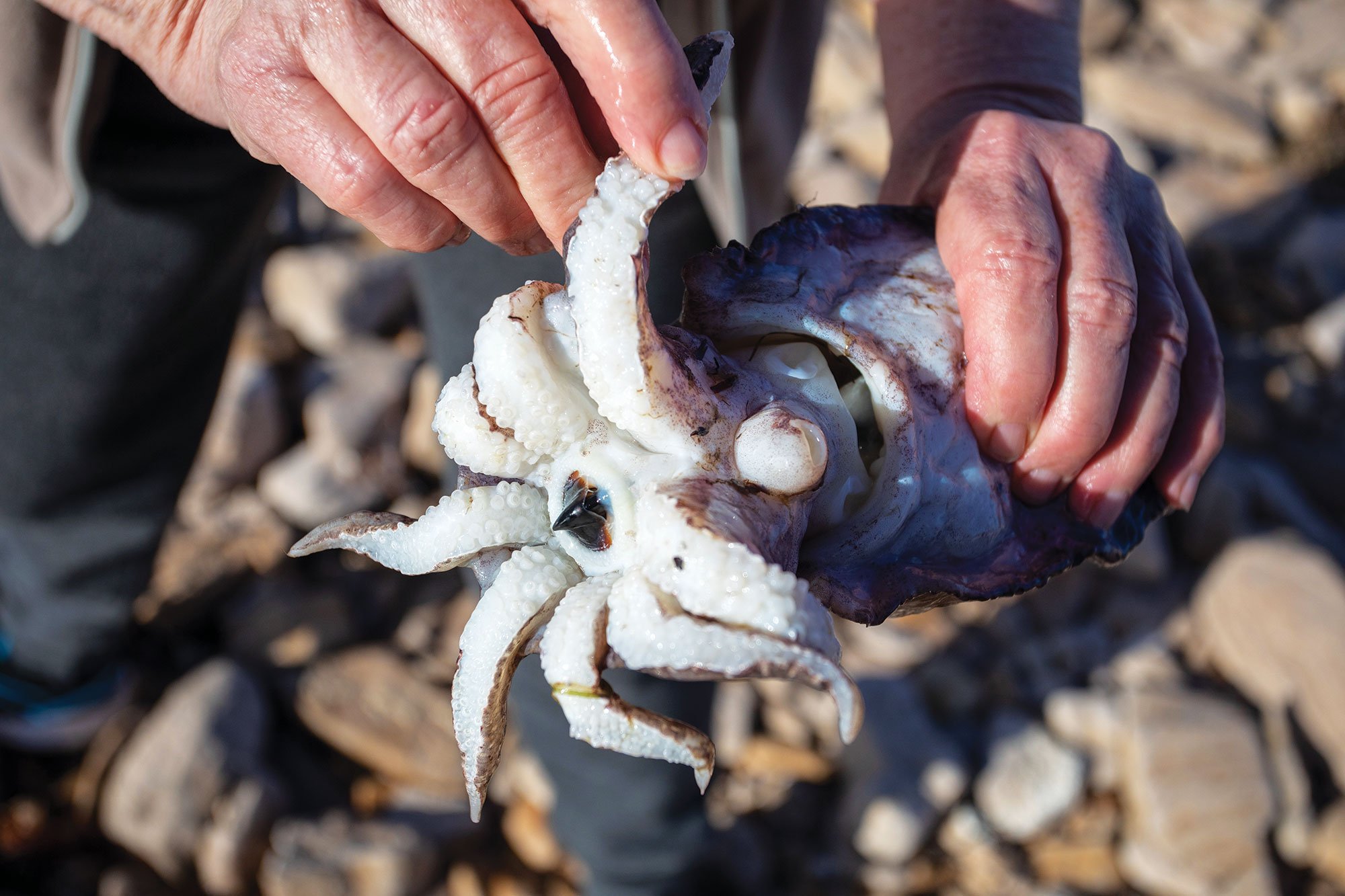 Welcome to Cuttlefest - Australian Geographic