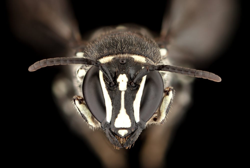 The story of how the Australian cloaked bee was re-discovered ...