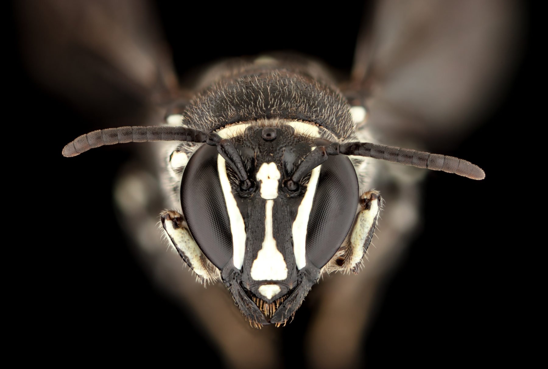 The story of how the Australian cloaked bee was re-discovered ...