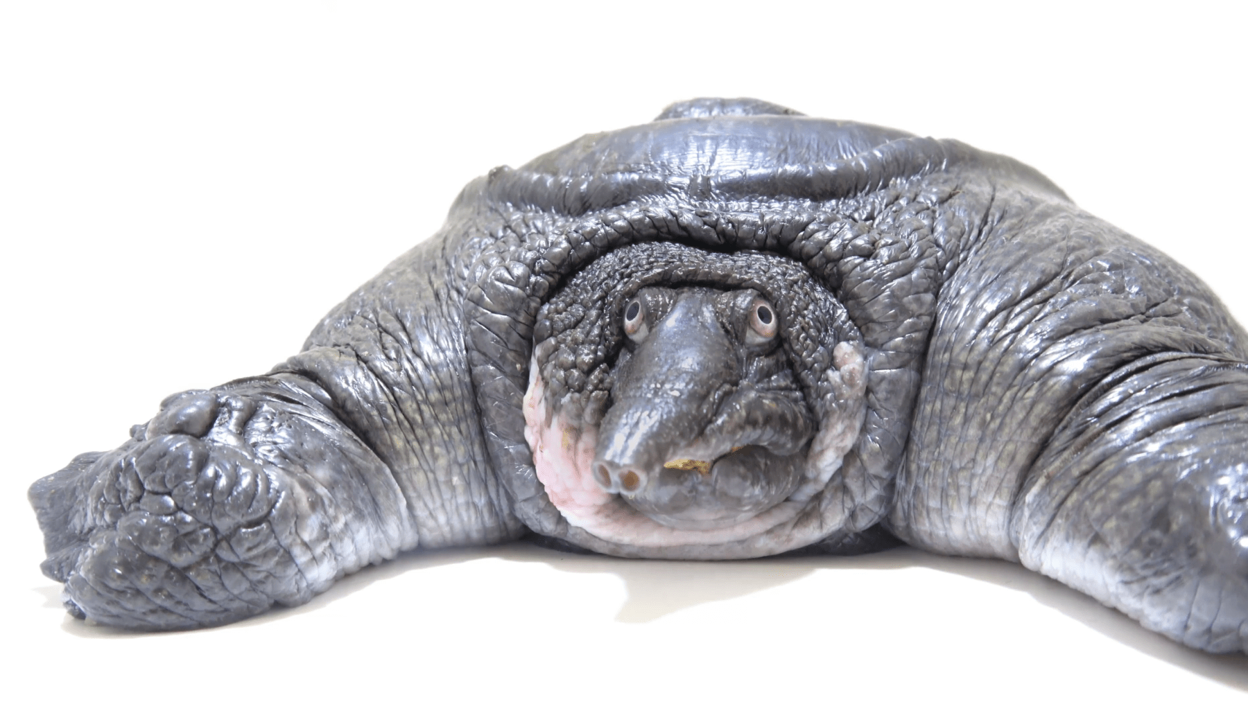 What the Burmese peacock softshell turtle does with its head is ...