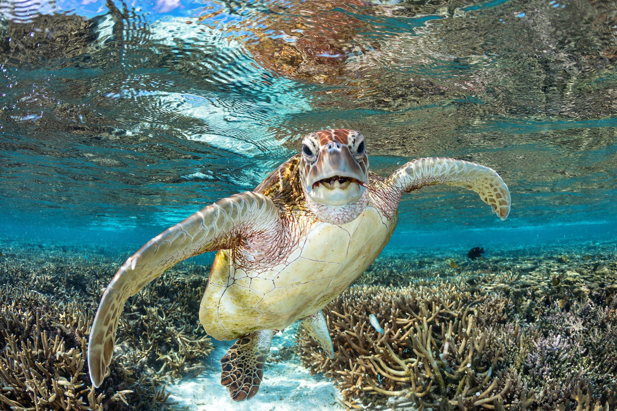 Top 5 Tropical North Queensland island idylls - Australian Geographic