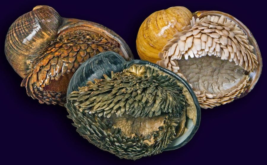 The scaly-foot snail’s shell is made of actual iron – and it’s magnetic ...