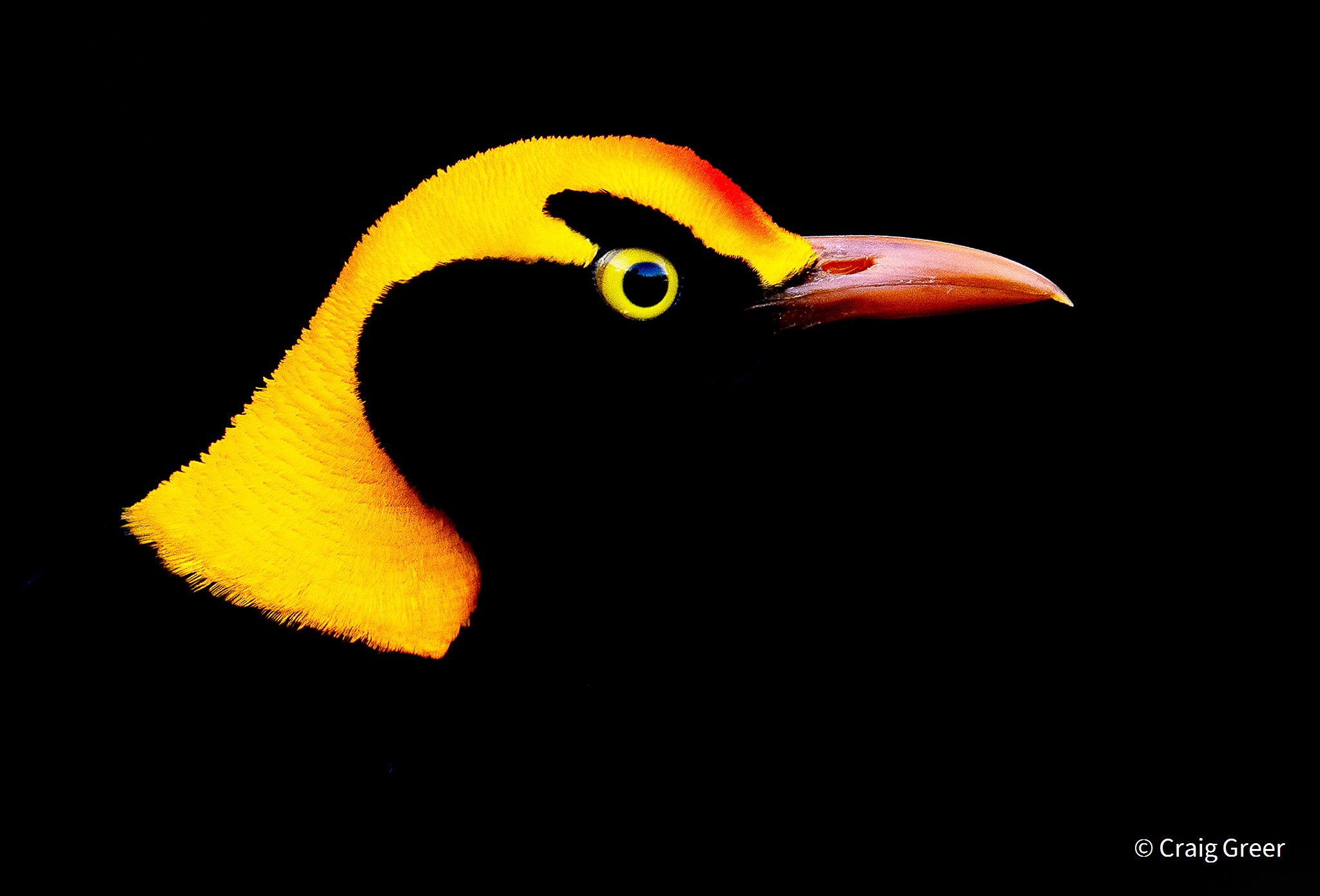 AG Nature Photographer of the Year 2021: Animal portrait shortlist ...