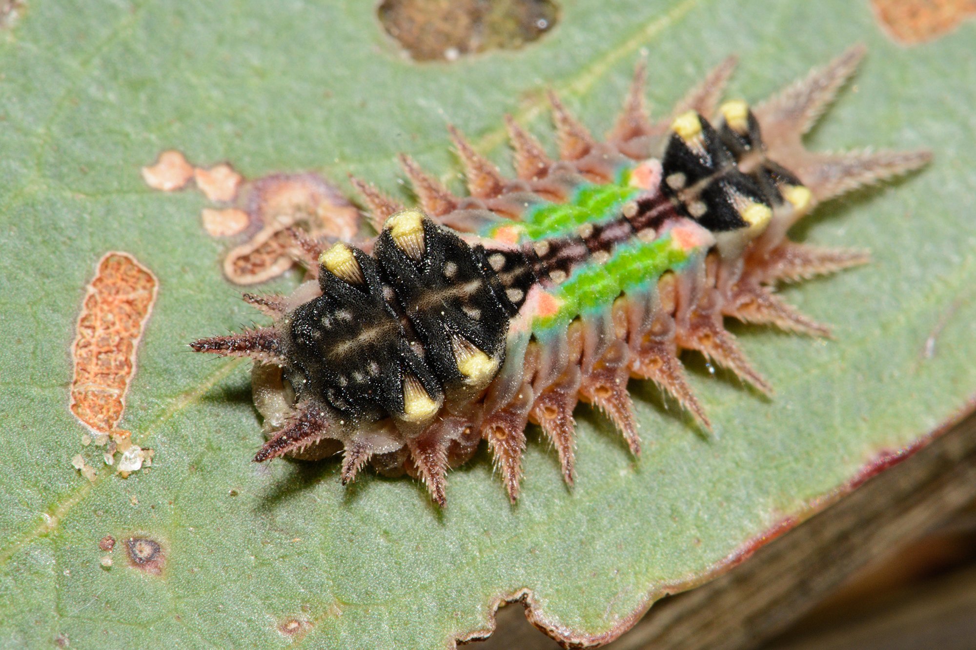 Meet the venomous mottled cup moth caterpillar - Australian Geographic
