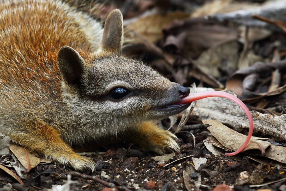Numbats need your help - Australian Geographic