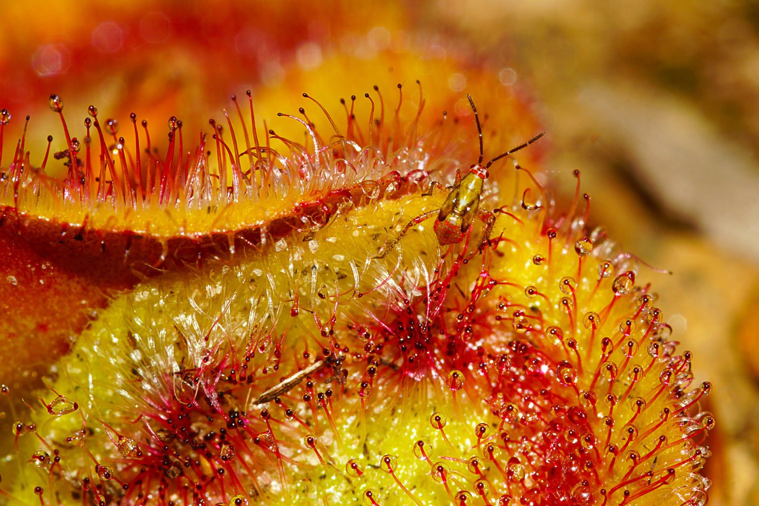 The weird world of Australia’s carnivorous plants - Australian Geographic