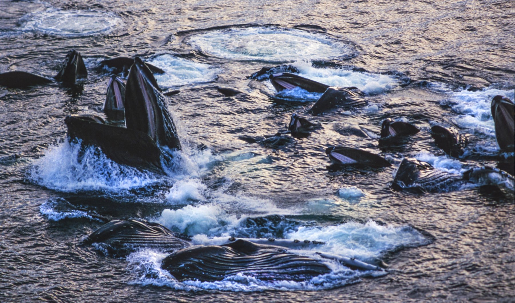 WATCH: Humpback whales spotted ‘bubble-net feeding’ for first time in ...