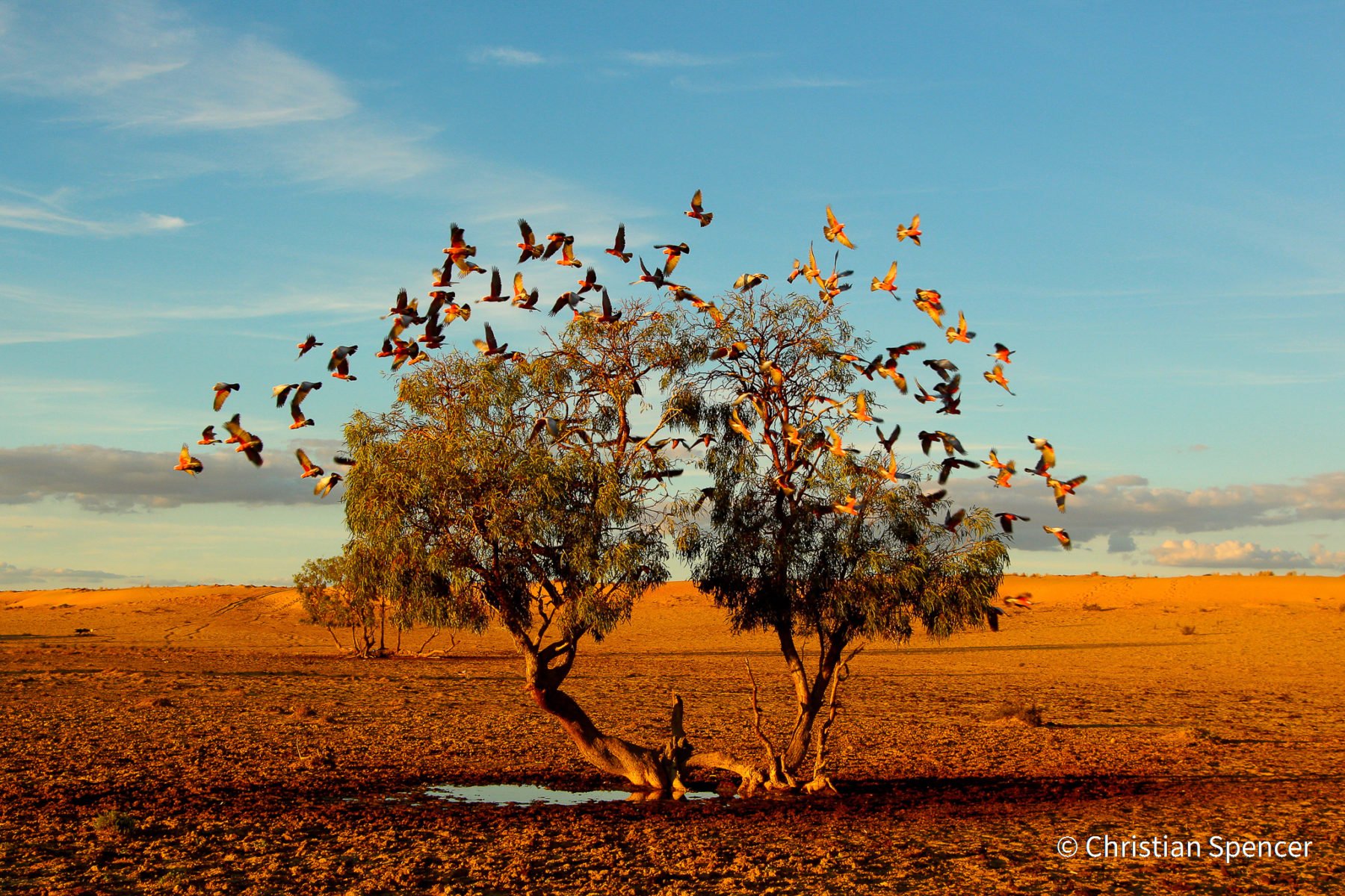 AG Nature Photographer of the Year 2021: Animal habitat shortlist ...