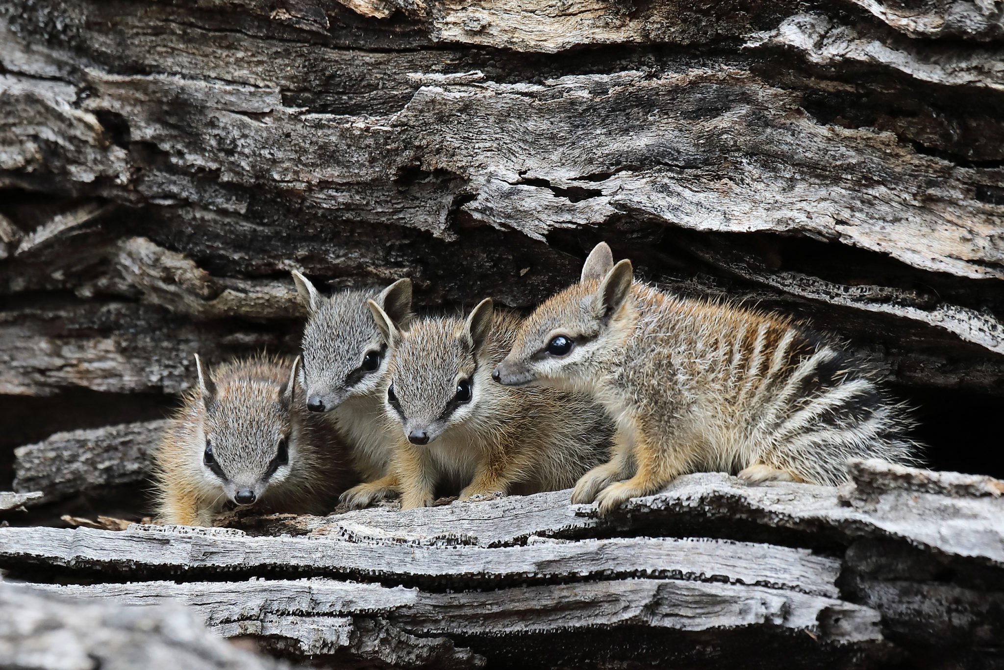 Standing up for numbats - Australian Geographic