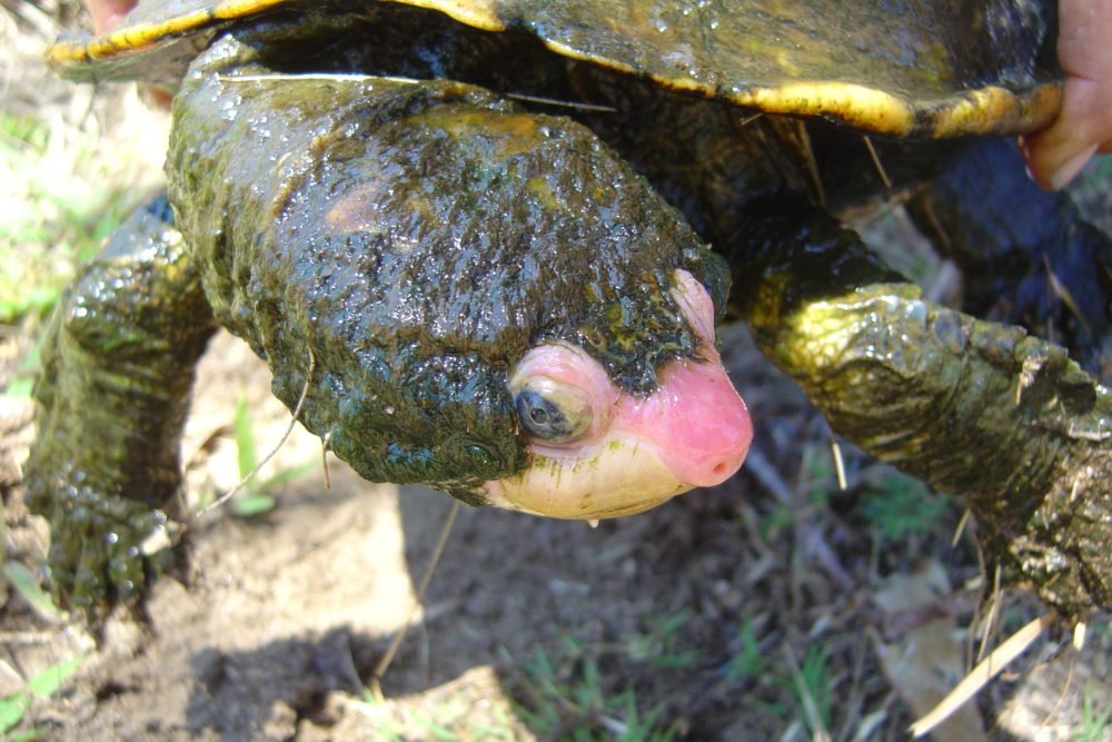 Have a look at this beauty: Steve Irwin’s turtle - Australian Geographic