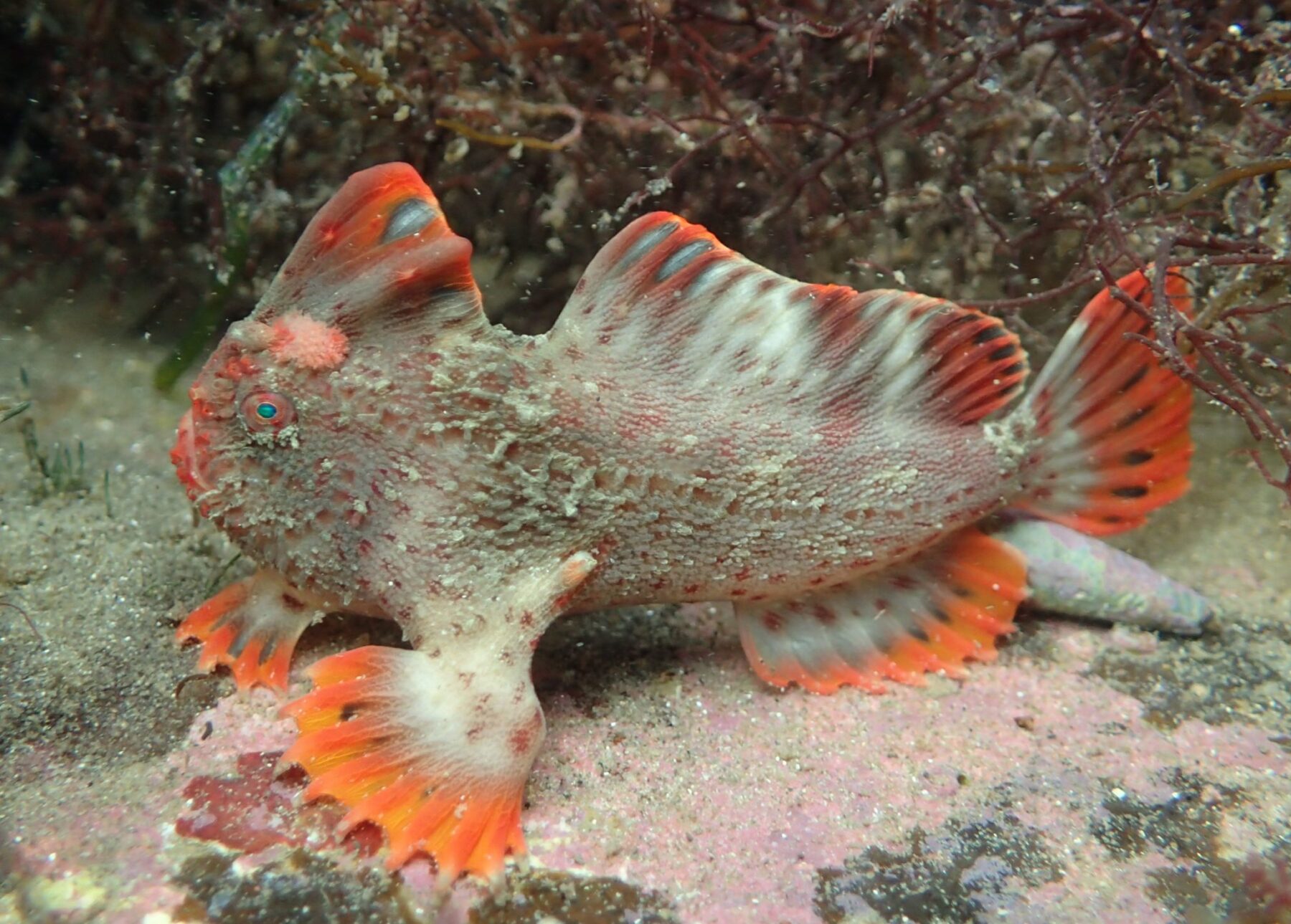 Fact File: Red handfish (Thymichthys politus) - Australian Geographic