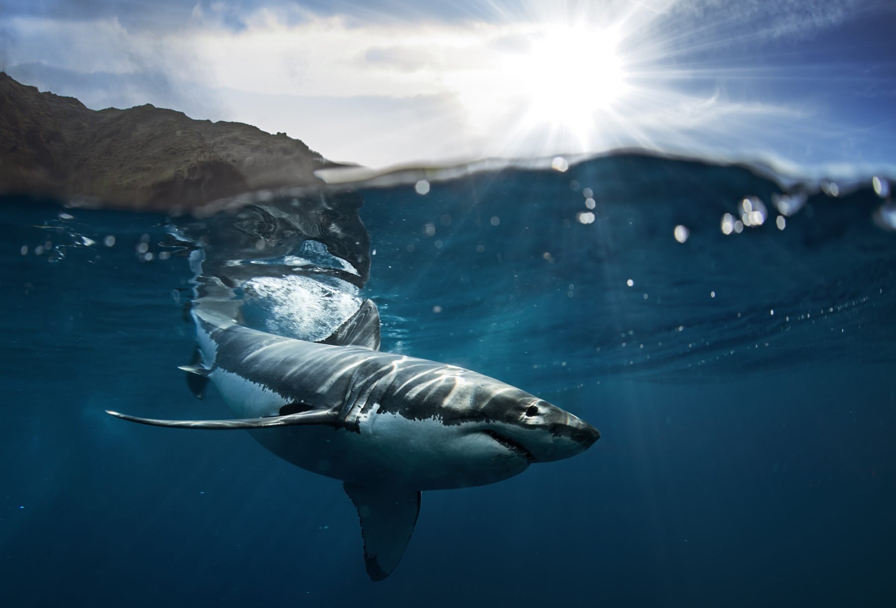 Sharks were almost wiped out in a mysterious event 19 Million Years Ago ...