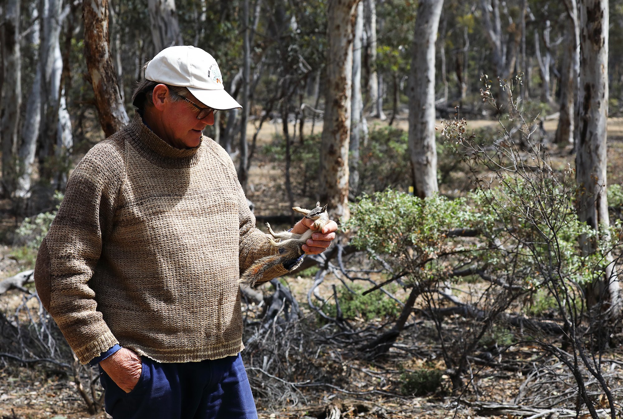 The plight of the numbat - Australian Geographic