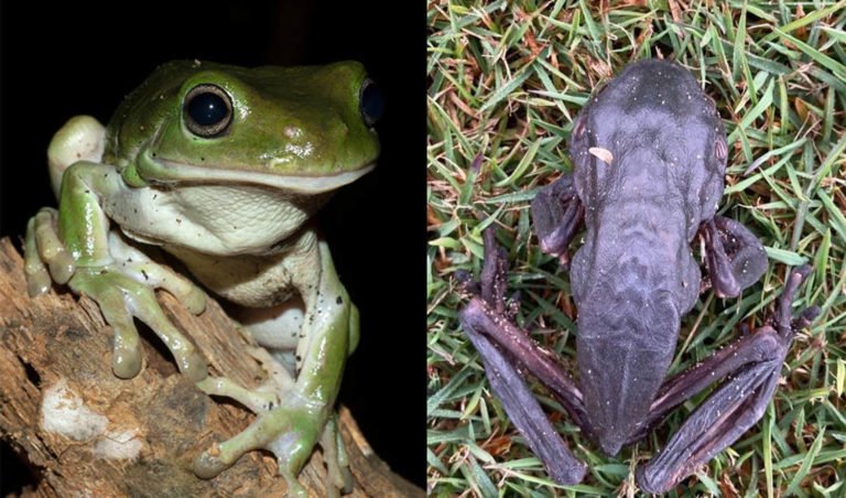 Frogs are dying in large numbers across eastern Australia. Scientists ...