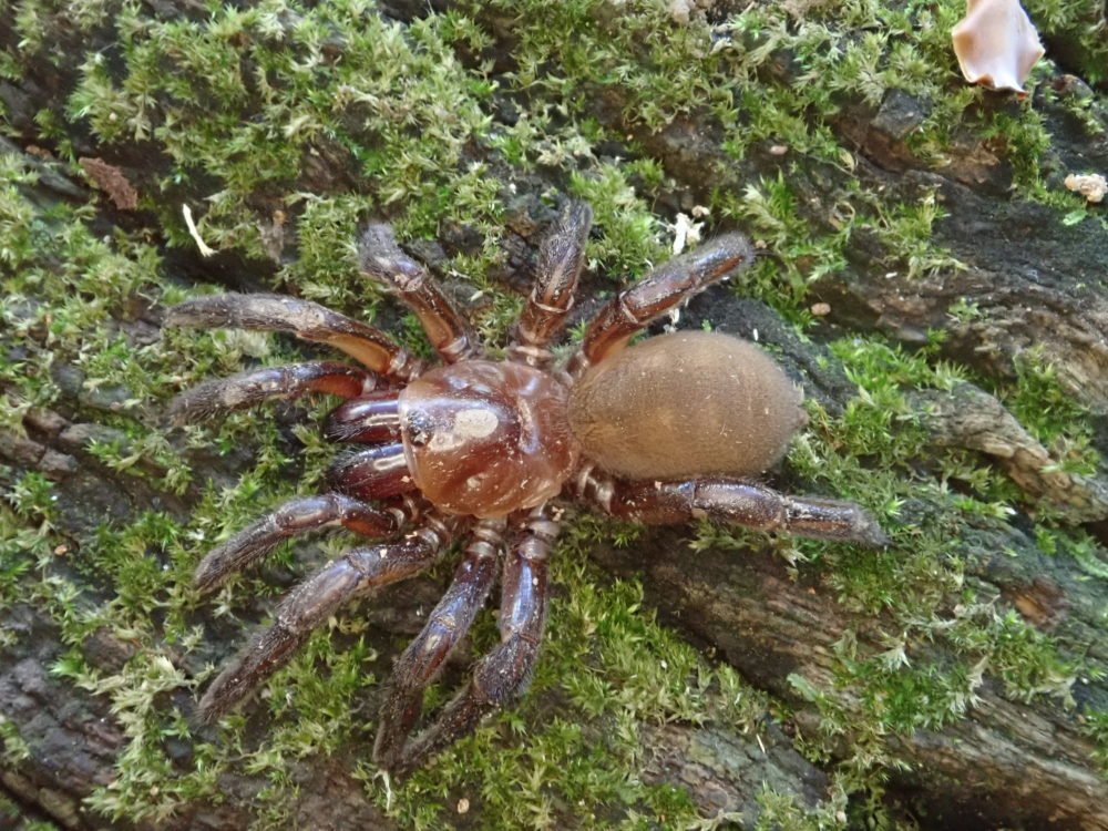 Five new species of trapdoor spiders: golden discovery for science ...