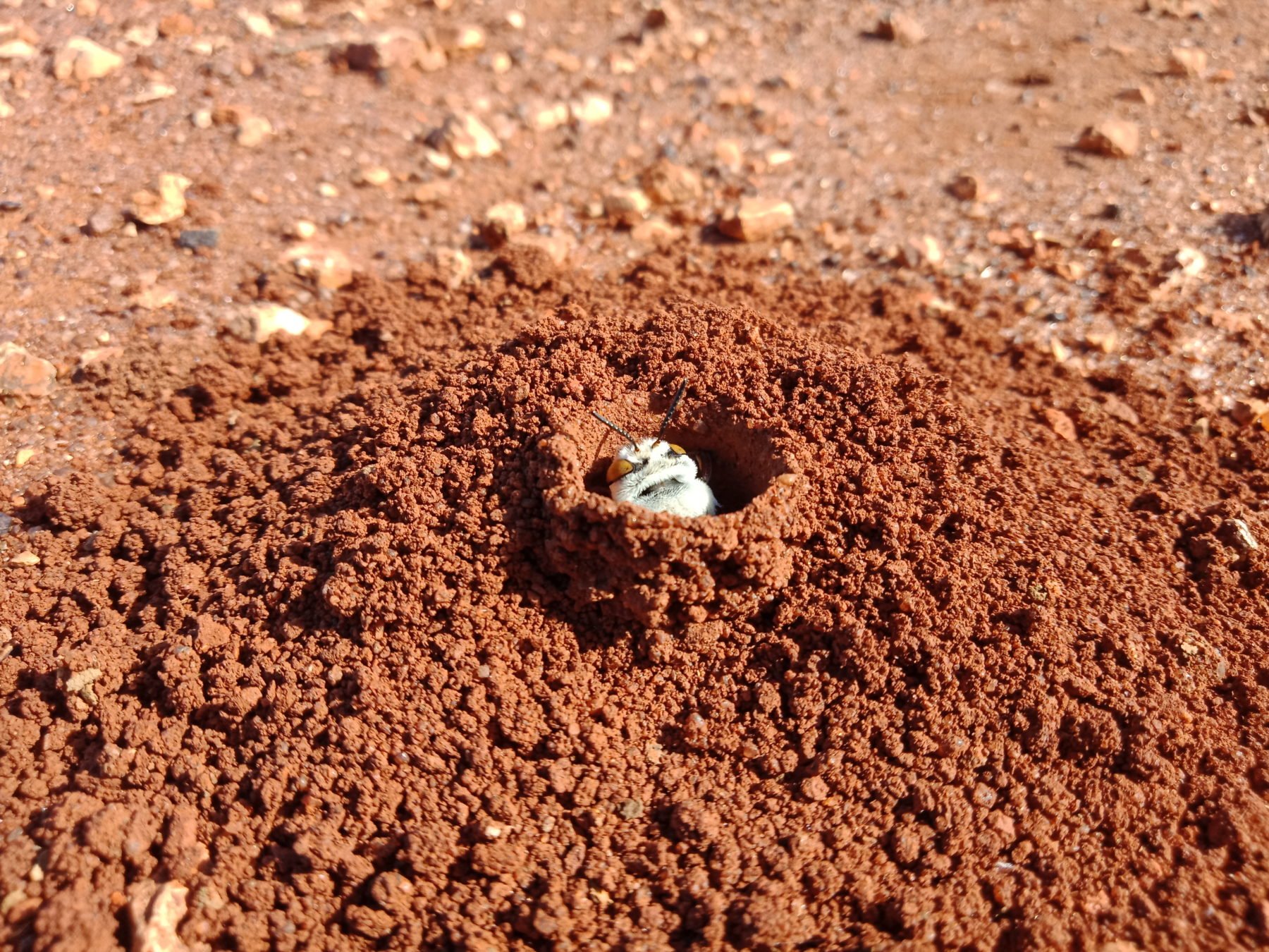‘Teddy bear’ bees emerge from burrows in their thousands - Australian ...