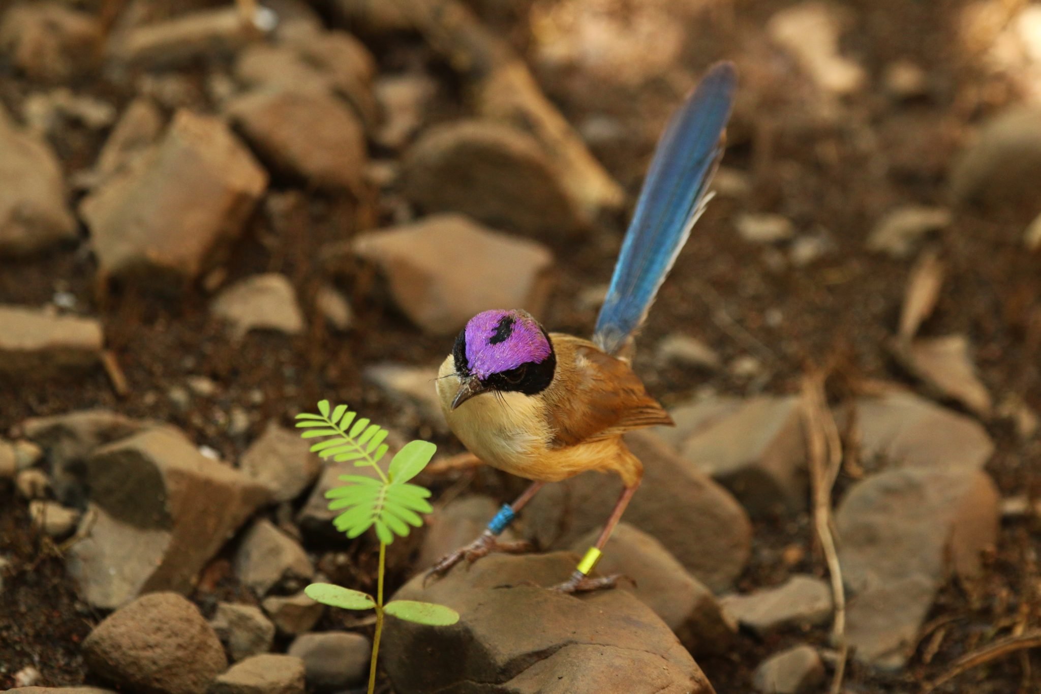 Secret lives of purple-crowned fairy-wrens - Australian Geographic