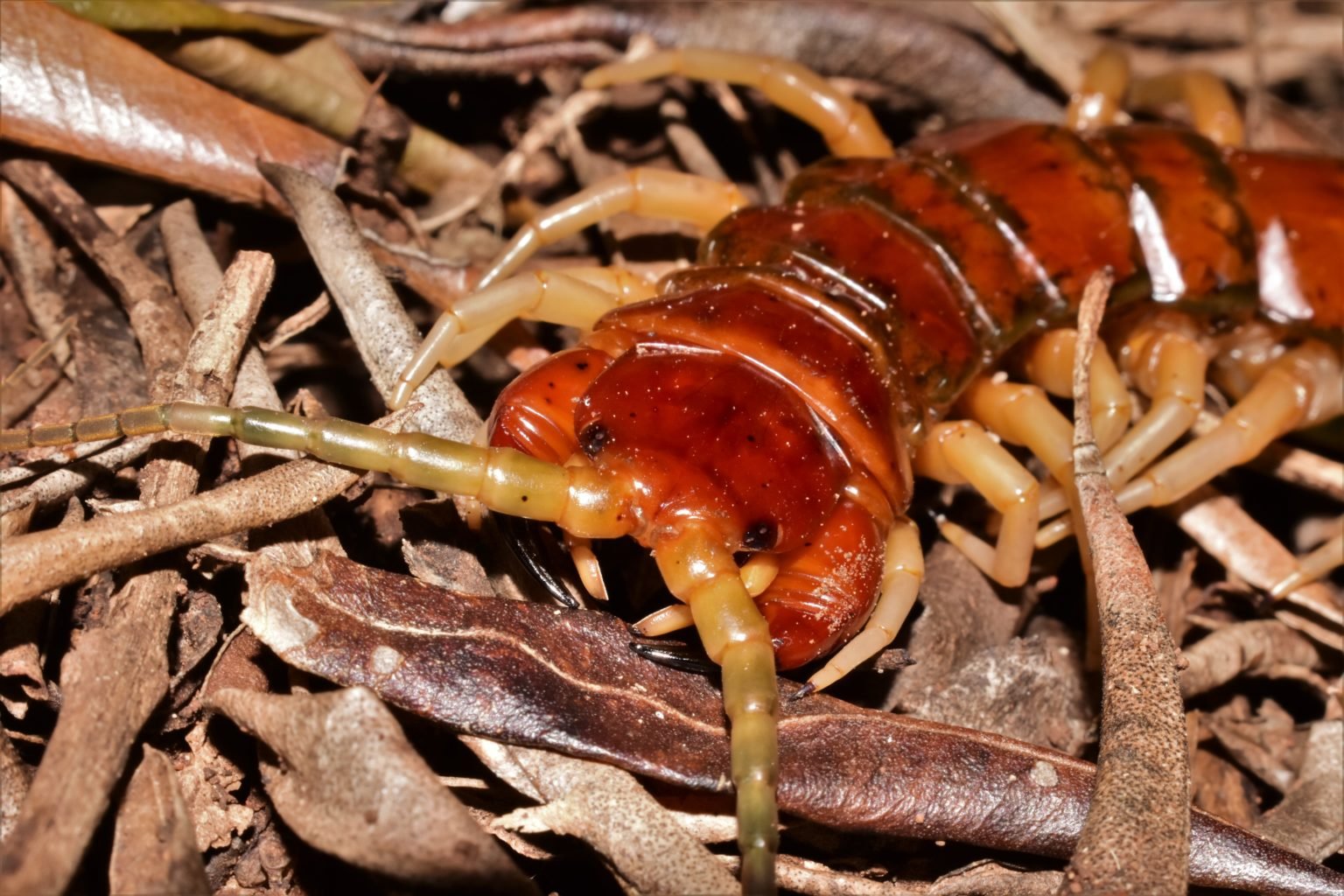 Of course Australia has venomous giant centipedes - Australian Geographic