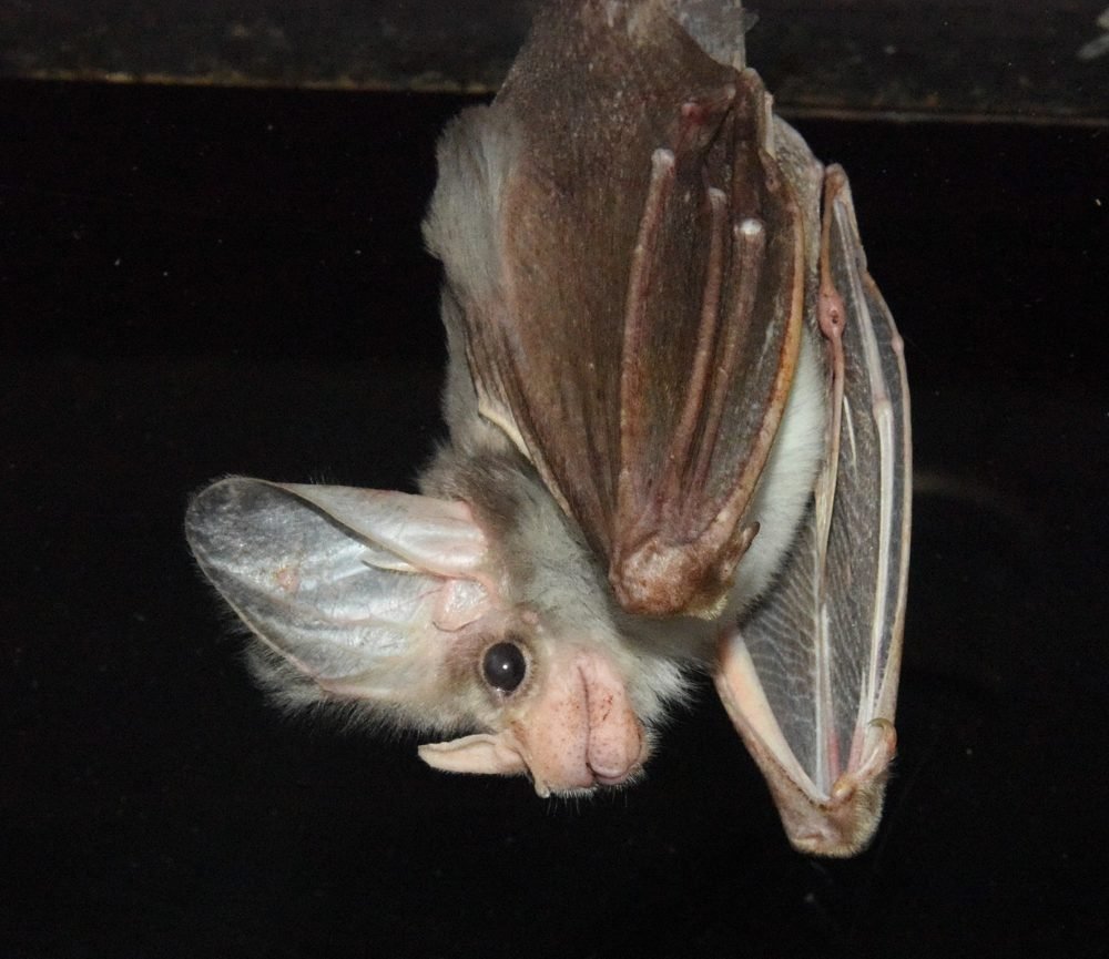 The Australian ghost bat is the sweetest (almost) vampire - Australian ...