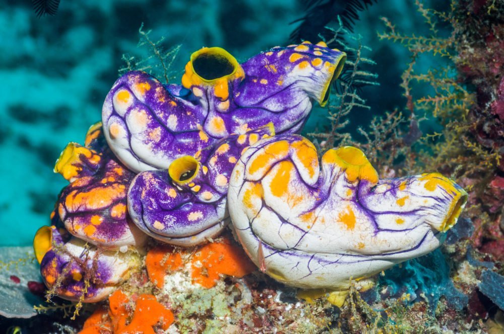 The golden-mouth sea squirt is all kinds of nutty - Australian Geographic