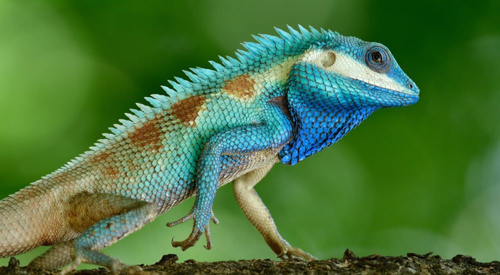 The blue-crested lizard is colour-changing marvel - Australian Geographic