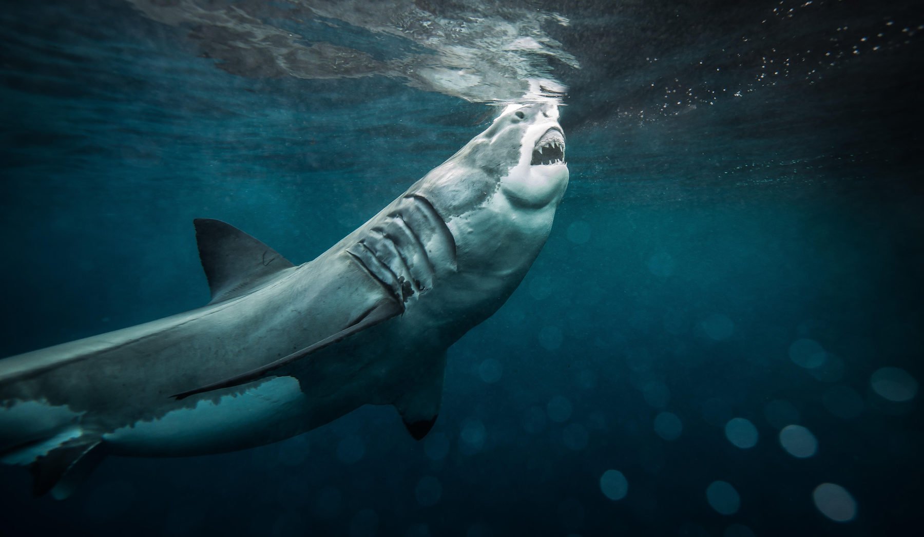 With water, we have sharks: 8 shark safety tips
