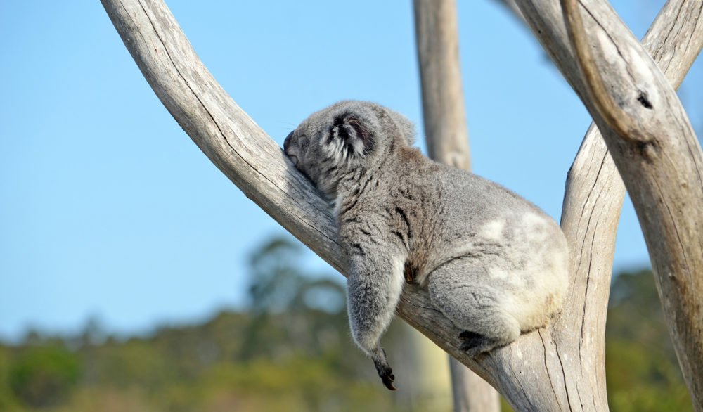 Koalas in rapid decline around Australia - Australian Geographic