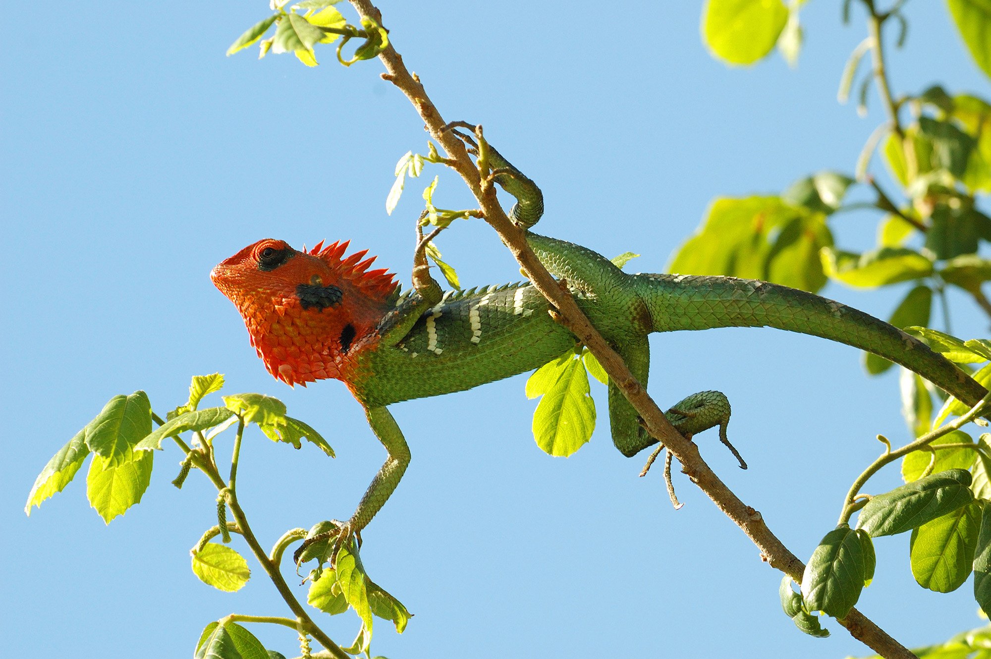 The blue-crested lizard is colour-changing marvel - Australian Geographic