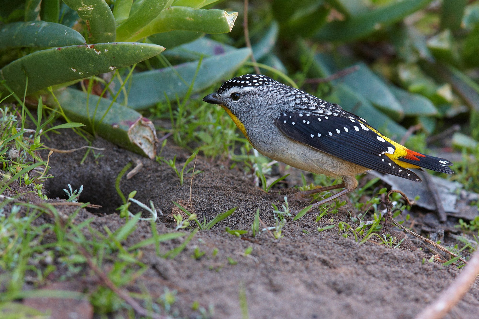 The burrowing spotted pardalote is among Australia’s smallest ...