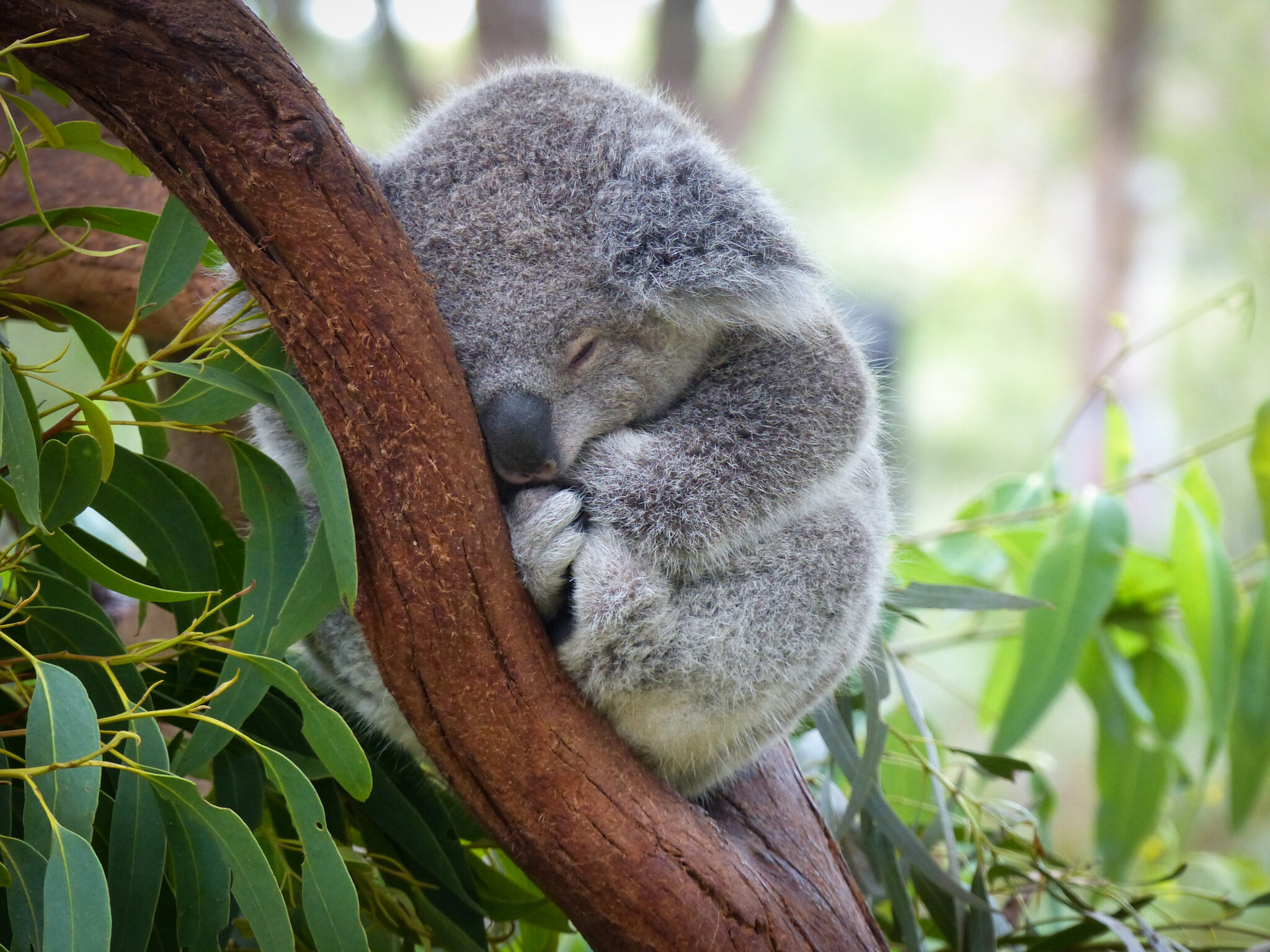 Sloths and koalas have something very rare in common - Australian ...