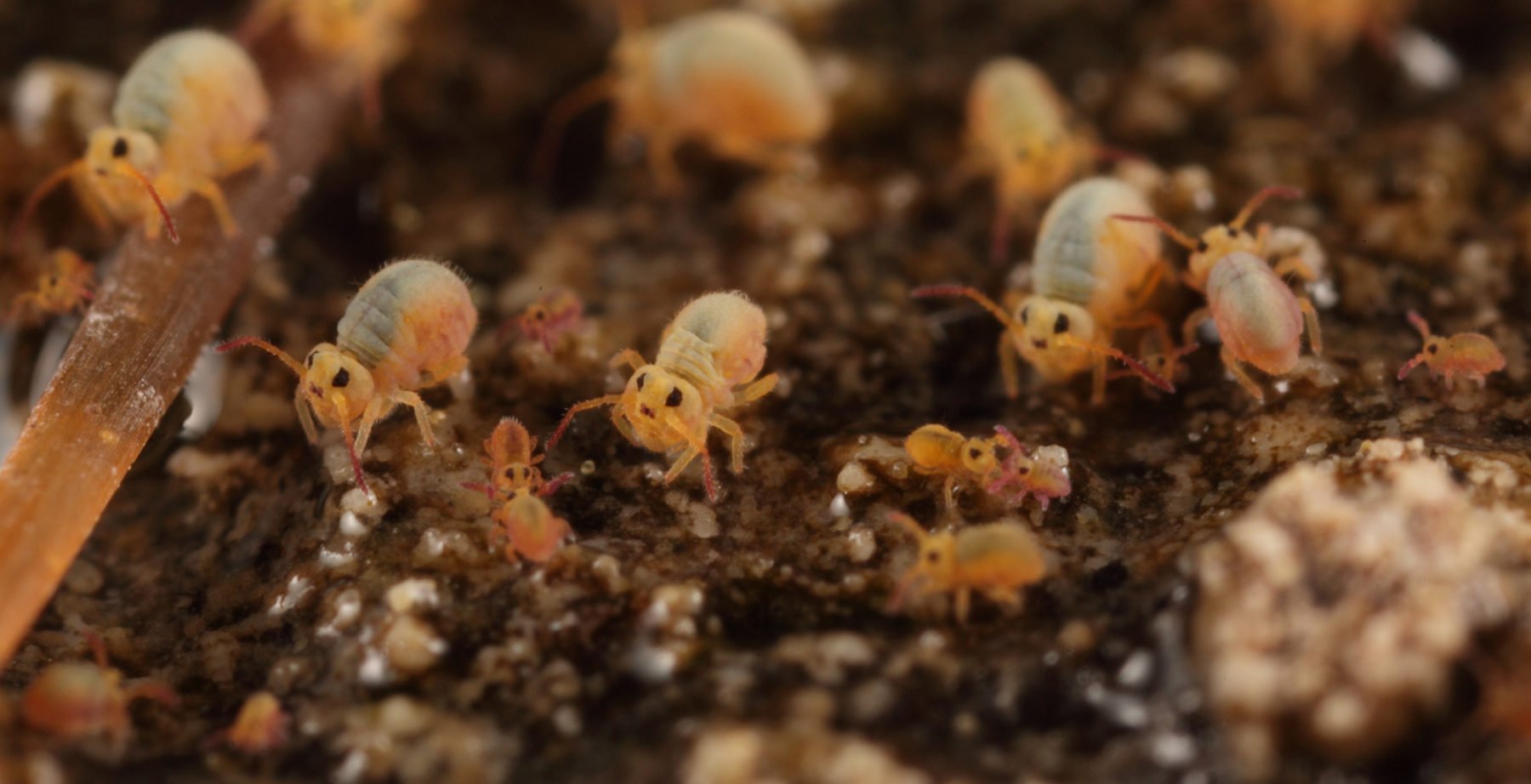 Springtails are kinda cute? - Australian Geographic