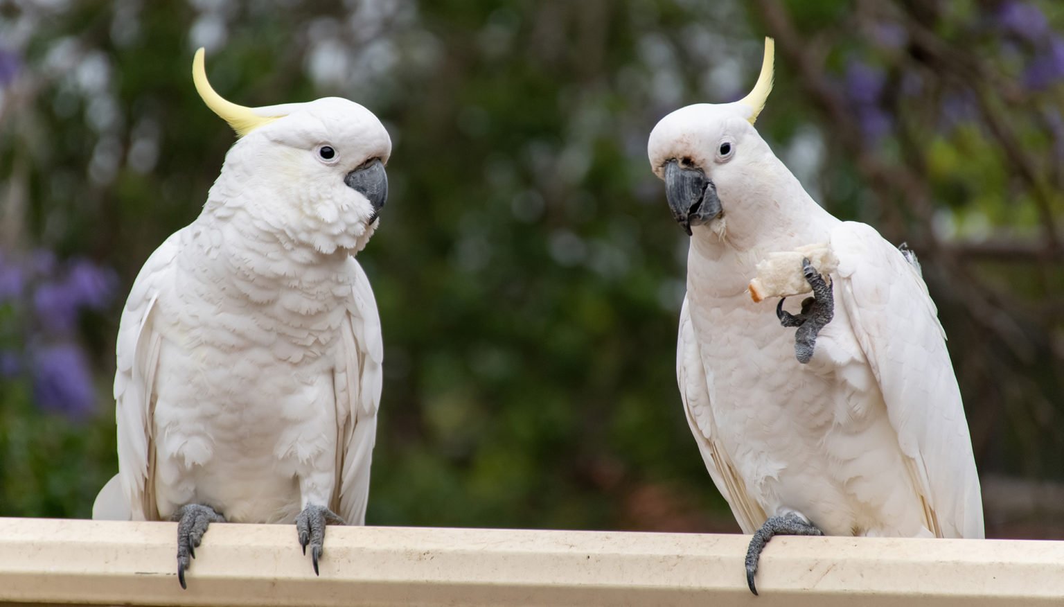 The annual Aussie Backyard Bird Count is almost here - Australian ...