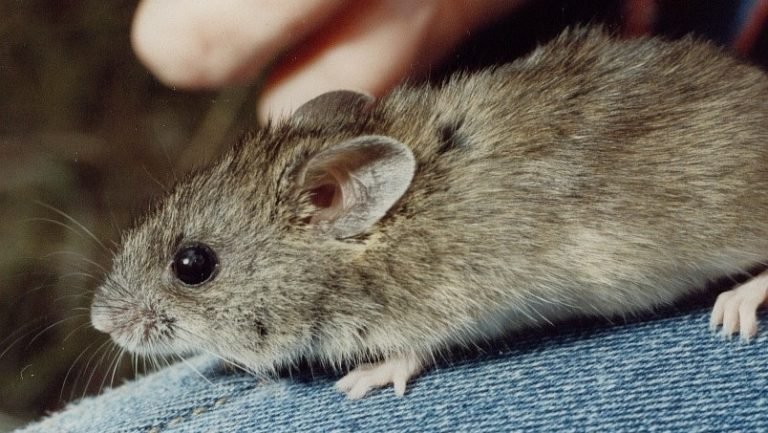 New Holland mouse rediscovered in Tasmania - Australian Geographic