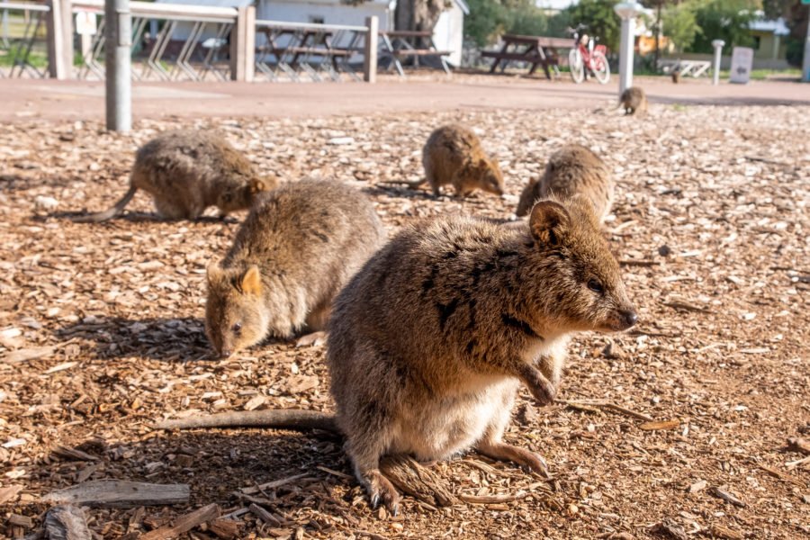 Quokkas: why we need to look beyond the smile - Australian Geographic