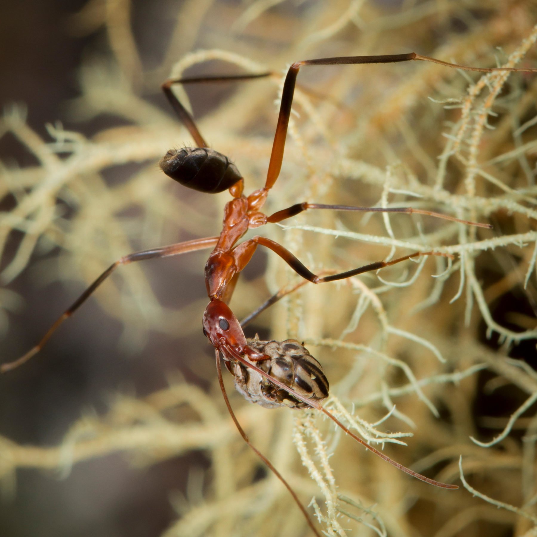 Australian spider ants are elegant little machines - Australian Geographic