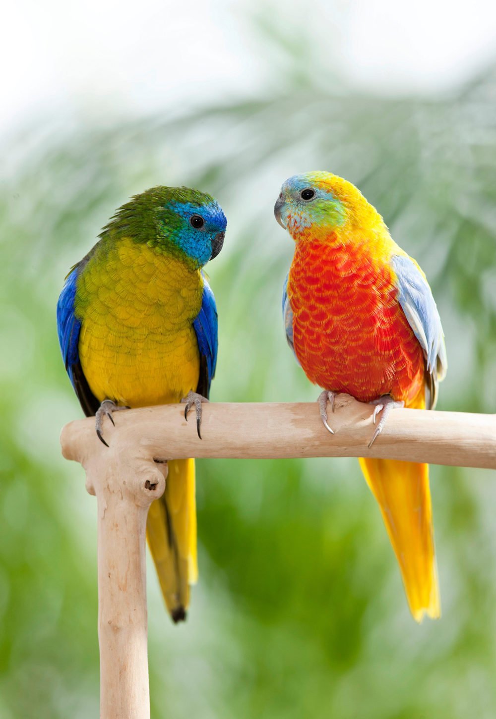 The scarlet-chested parrot looks like a technicolour budgerigar ...