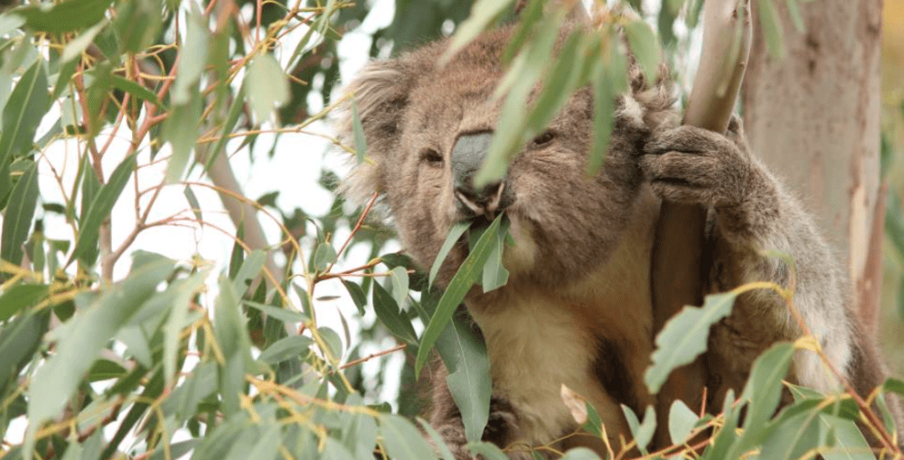 Plant a tree, save a koala - Australian Geographic