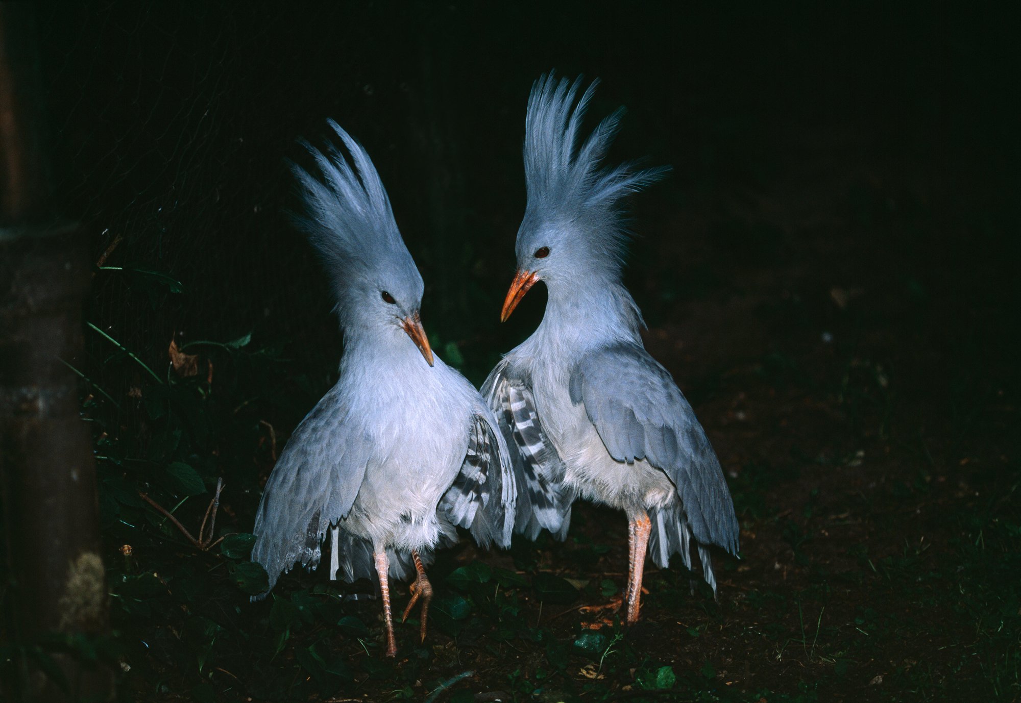 Meet the ghost of the forest: the rare, flightless kagu - Australian ...