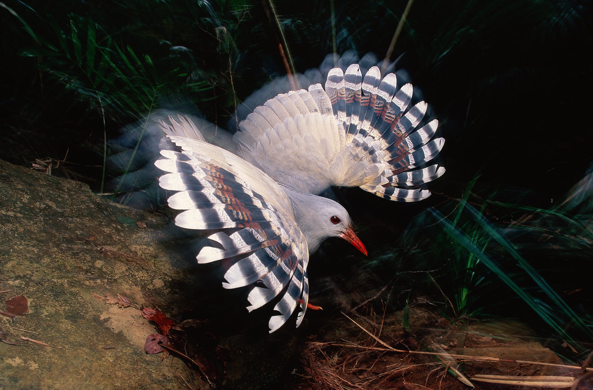 Meet the ghost of the forest: the rare, flightless kagu - Australian ...