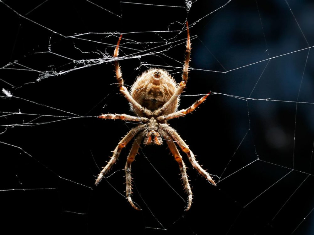 Garden orb weaver - Australian Geographic