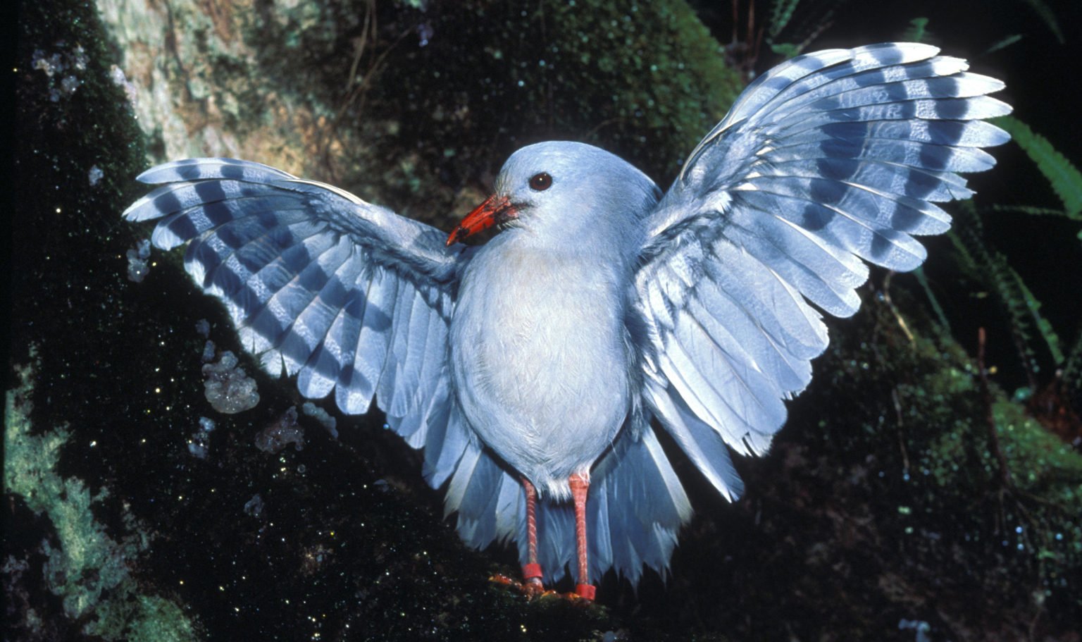 Meet the ghost of the forest: the rare, flightless kagu - Australian ...