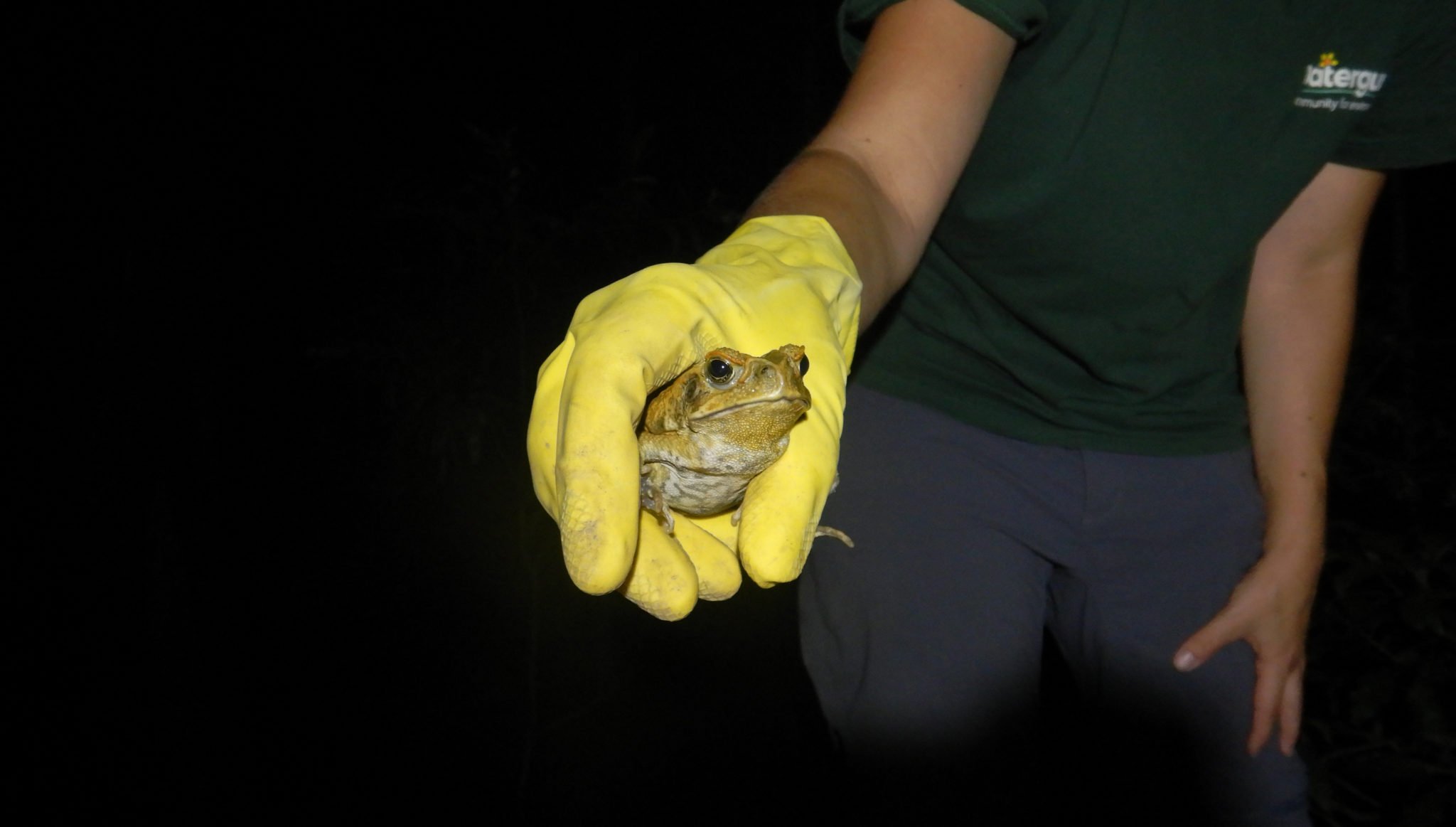 Is ‘Toadzilla’ a sign of enormous cane toads to come? - Australian ...